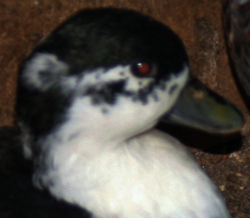 Black bibbed call pair | mallardlanefarms