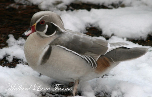 Silver Wood Duck Pair