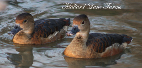 Javen Tree Duck pair
