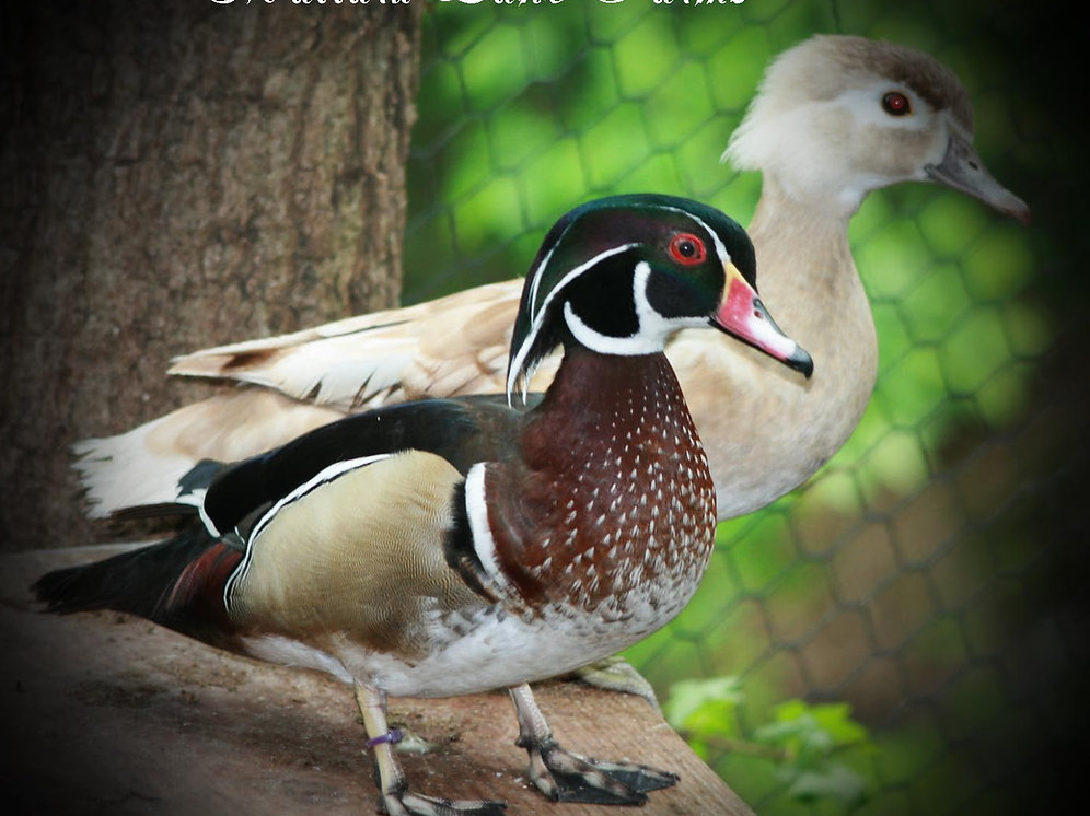 Apricot Wood Duck Pair