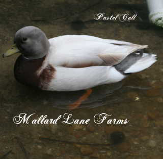 Call Ducks for sale | United States | Mallard Lane Farms