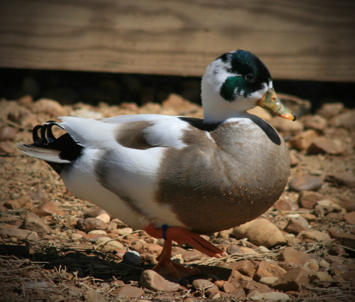 Penciled Call Pair | mallardlanefarms