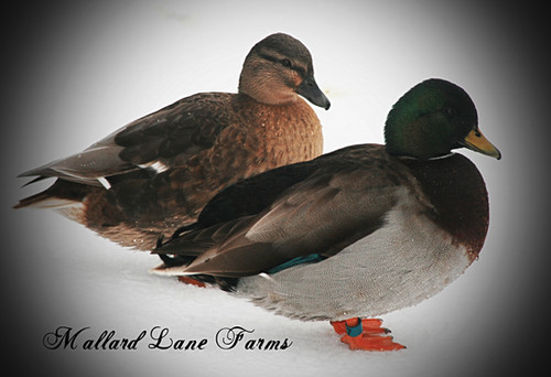 Gray Call pair | mallardlanefarms