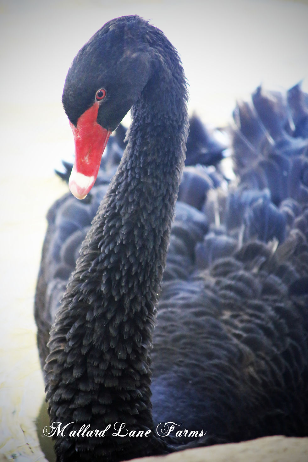Swans for Sale - Mallard Lane Farms