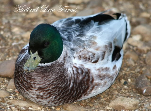 Snowy Call Pair | mallardlanefarms