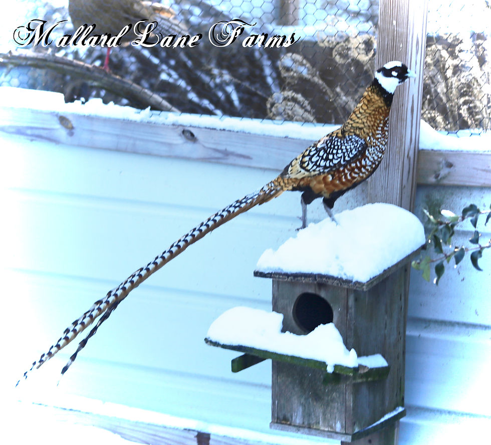Pheasants for sale - Mallard Lane Farms