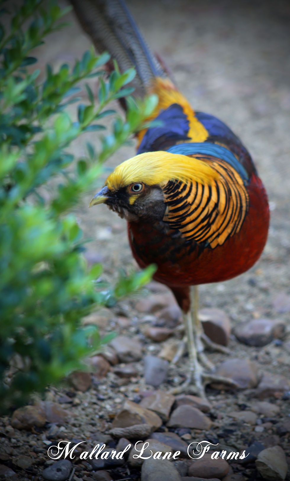 Pheasants for sale - Mallard Lane Farms
