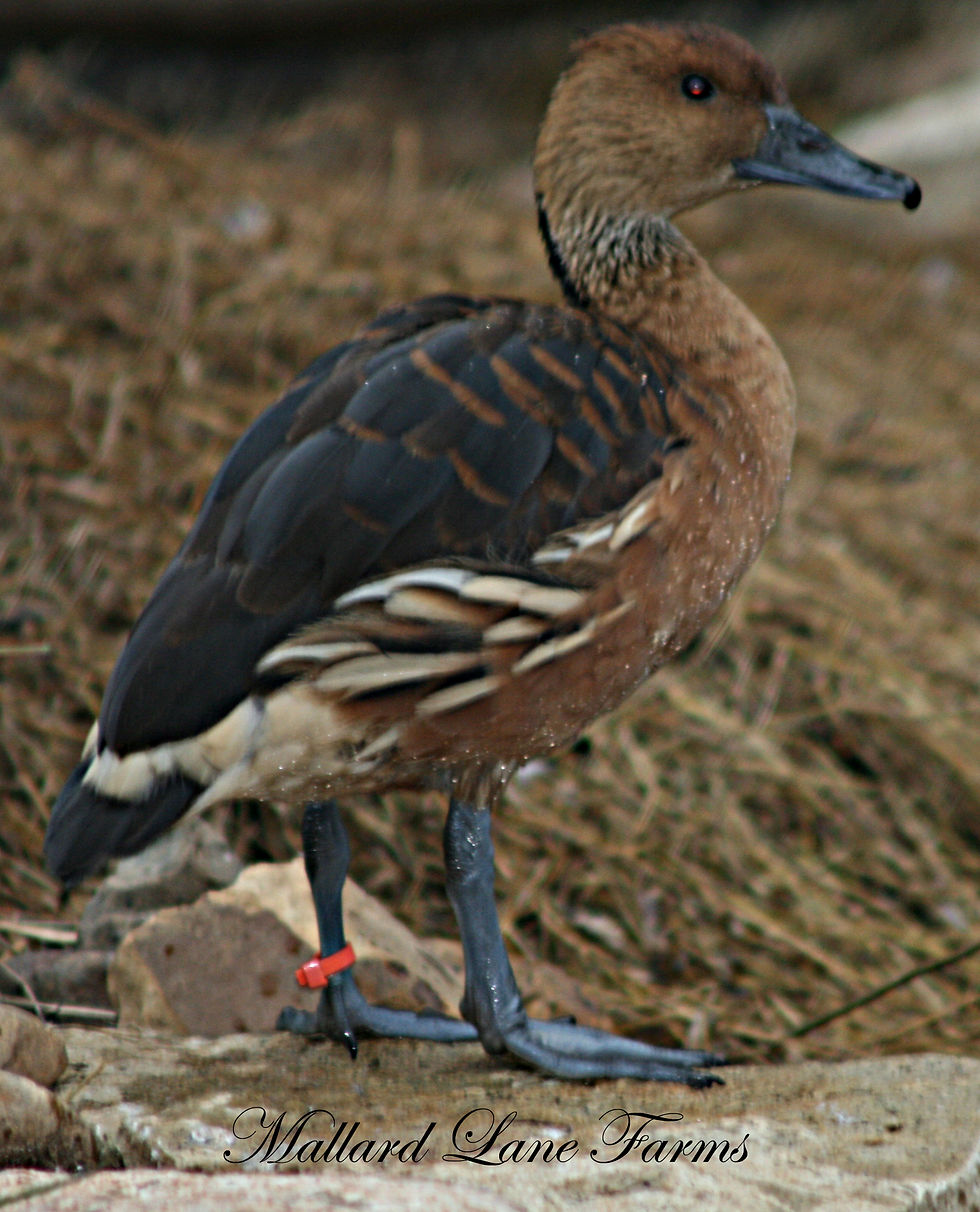 Tree ducks for sale -Mallard Lane Farms
