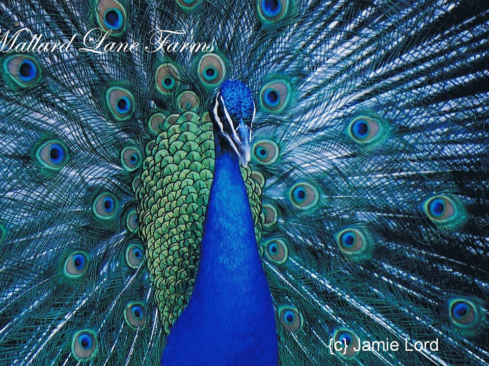 Indian Blue peafowl (young pair) | mallardlanefarms