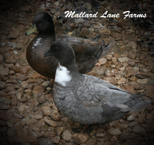 Blue Bibbed Call pair | mallardlanefarms