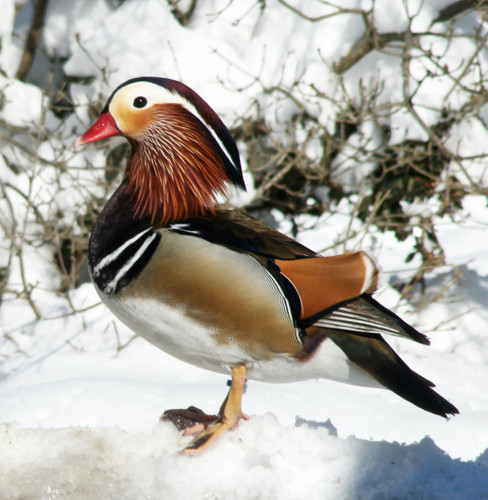 Ultimate Package Mandarin | mallardlanefarms