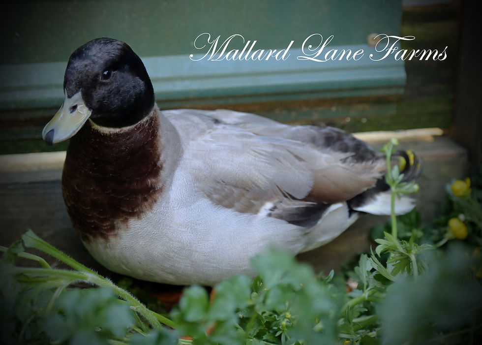 Call Ducks for sale | United States | Mallard Lane Farms