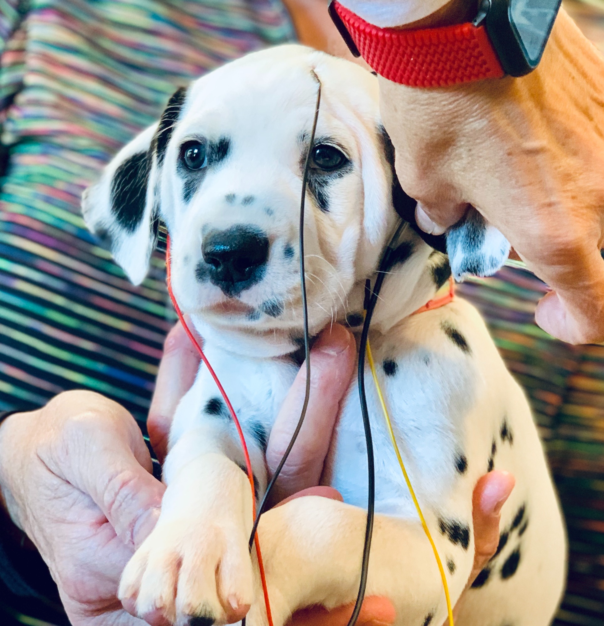 BAER Testing | TinRoofACD.com | United States