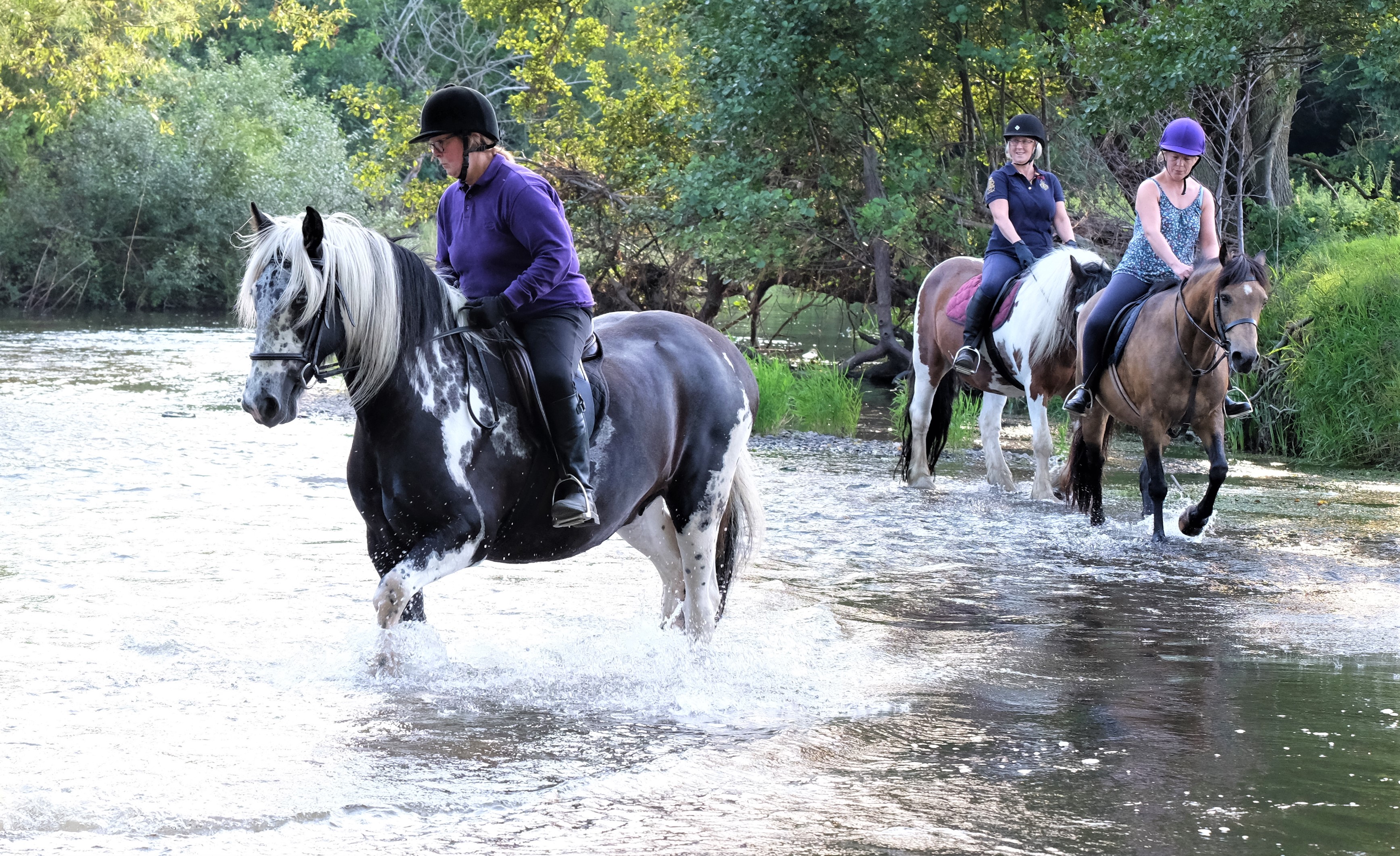 Llannerch Equestrian Centre, Horse Riding & Livery Yard St Asaph