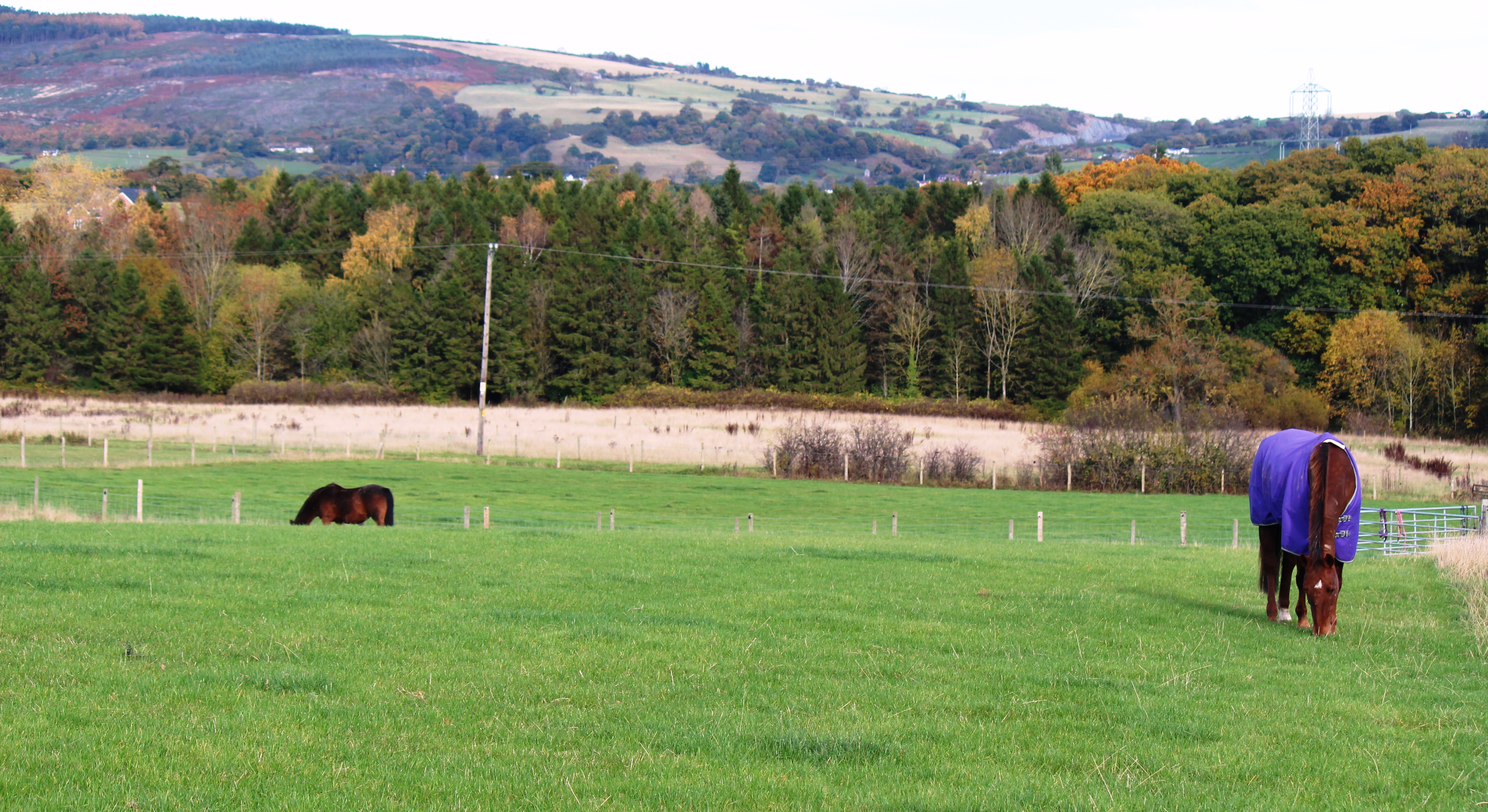 Llannerch Equestrian Centre, Horse Riding & Livery Yard St Asaph