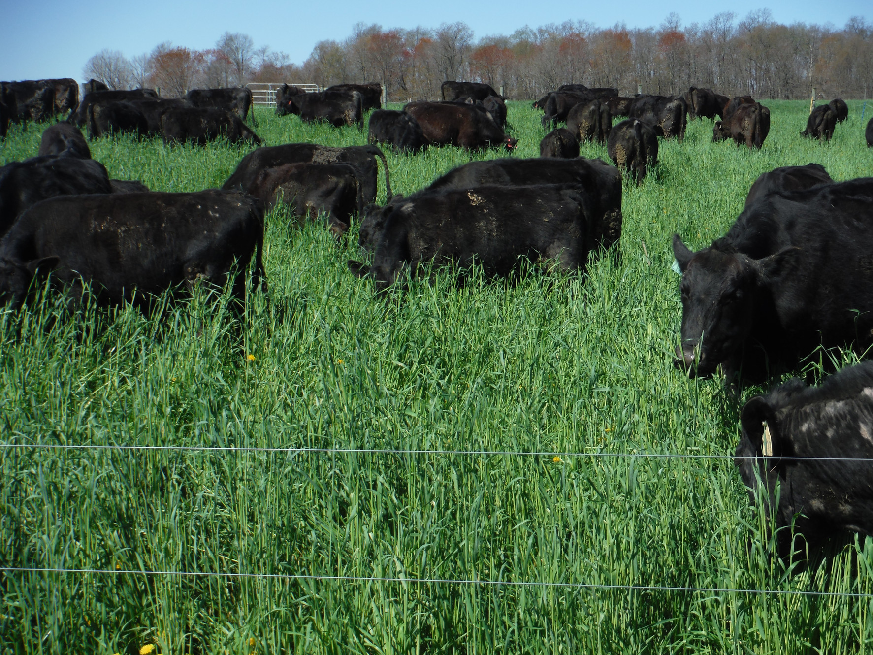 Taking a overgrazed pasture to a healthy productive pasture