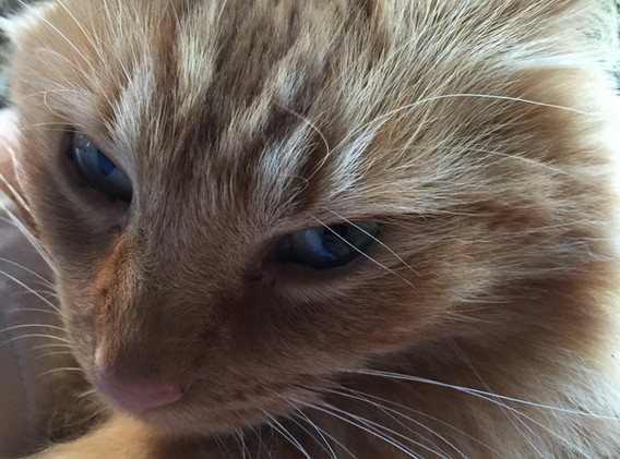 Cats | Blue Ribbon Nursery