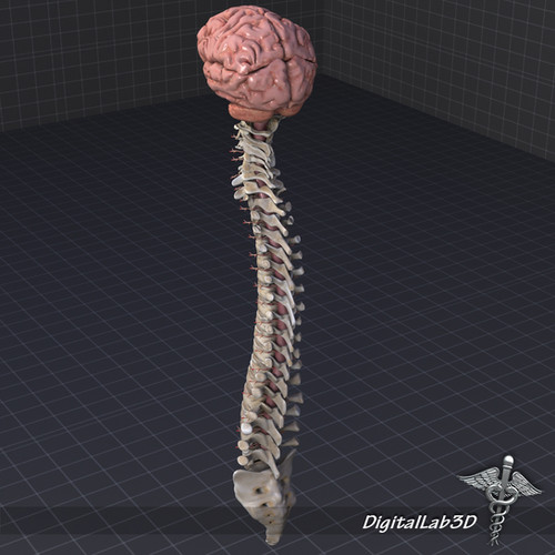 Brain and Spinal Cord Anatomy | Clacydarch