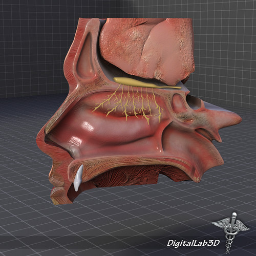 Human Nose Anatomy | Clacydarch