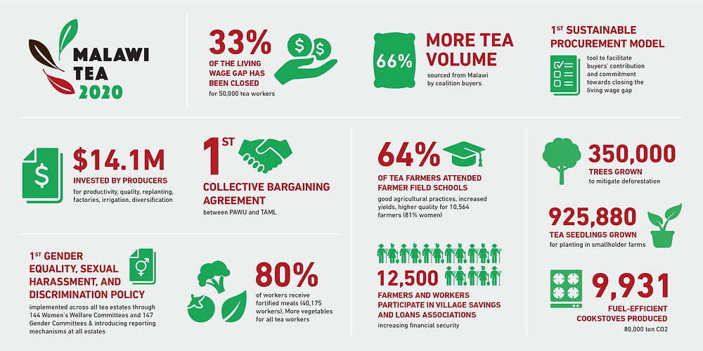 Malawi Tea 2020 Progress