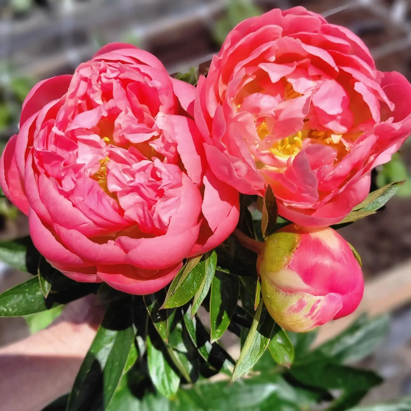 Peonies - Care and Maintenance