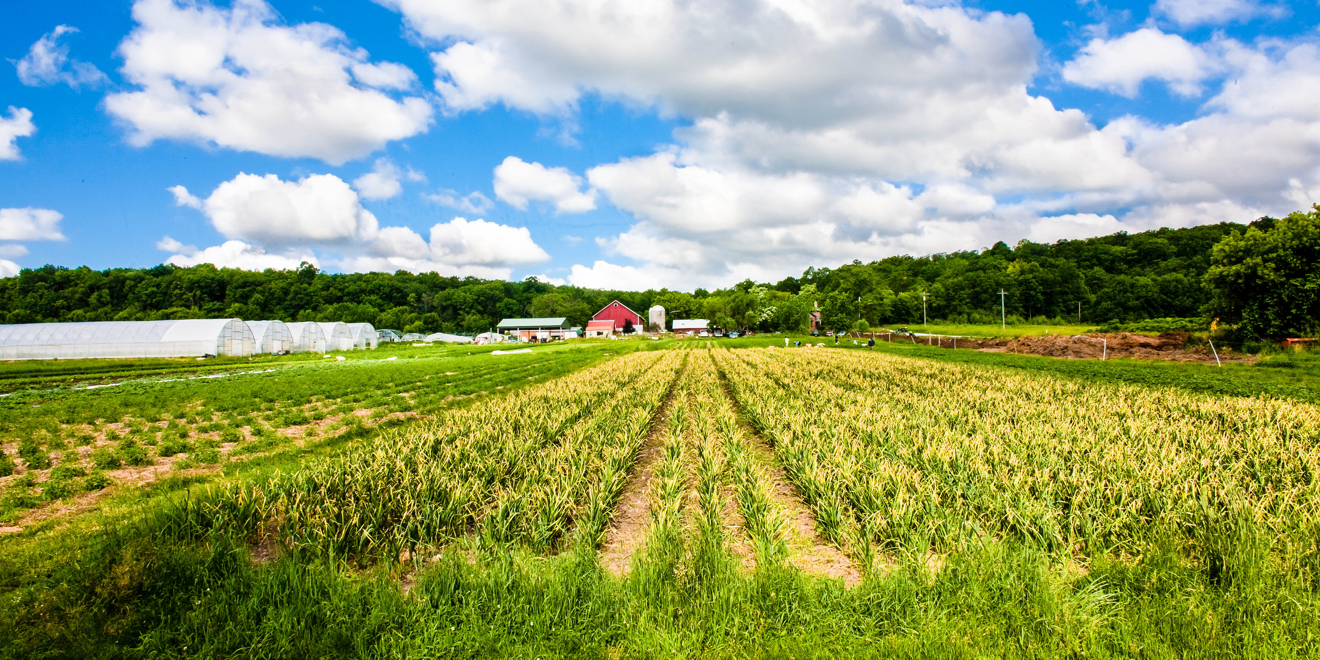 Springdale Farm | Plymouth, WI | Vegetables