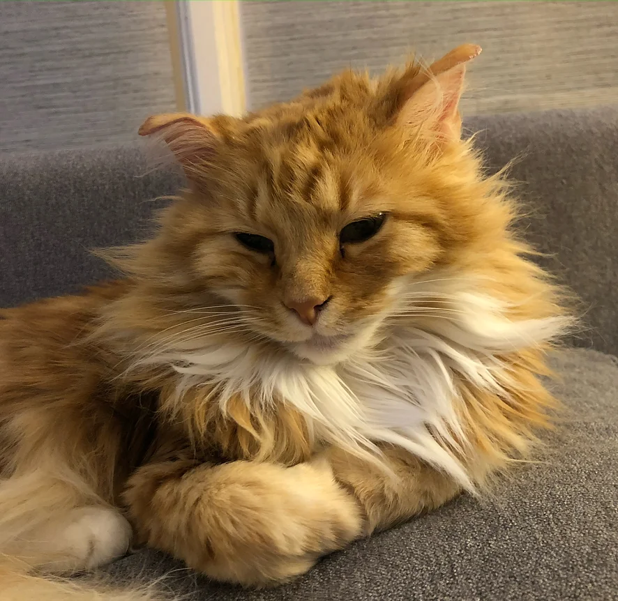 Team | GRA Design Studio