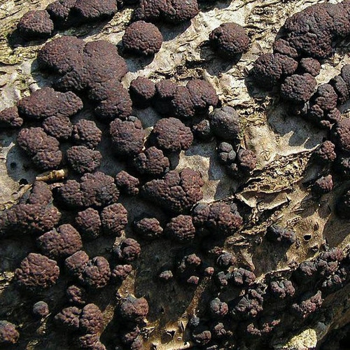 Black Fungus (Annulohypoxylon Sp.) | themyceliumemporium