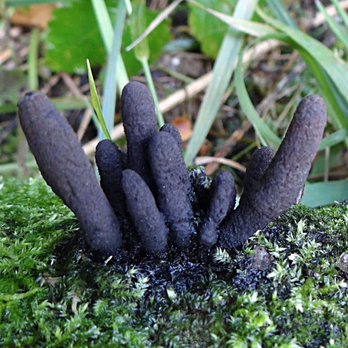 Dead man's fingers (Xylaria polymorpha) | themyceliumemporium