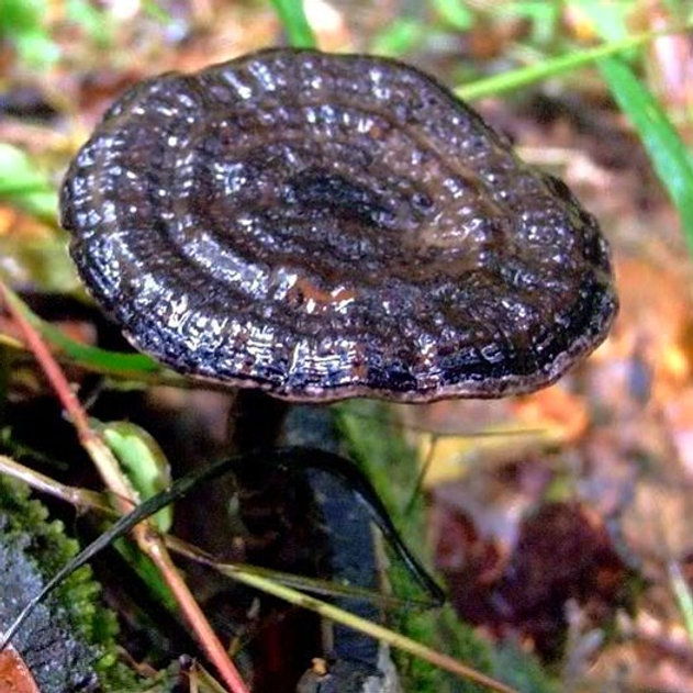 Black Reishi (Ganoderma sinense) | themyceliumemporium