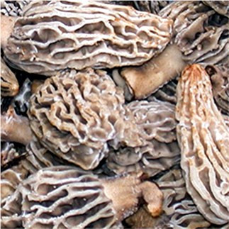 Blushing Morel (Morchella Rufobrunnea) | themyceliumemporium