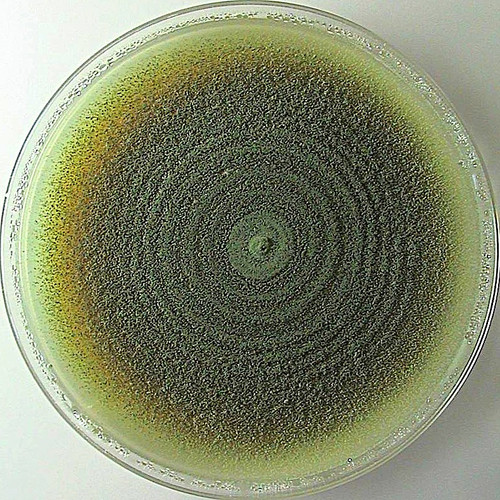 MET (Metarhizium anisopliae) | themyceliumemporium