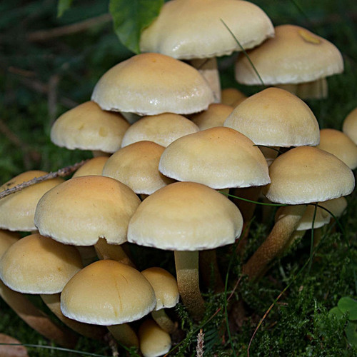 Conifer Tuft (Hypholoma capnoides) | themyceliumemporium