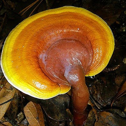 Yellow Reishi (Ganoderma Curtisii) | themyceliumemporium