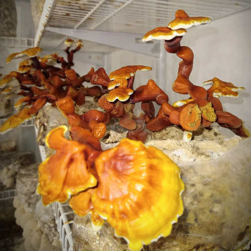 Antler Reishi (Ganoderma multipilium) | themyceliumemporium