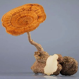 Tiger milk mushroom (Lignosus rhinocerus) | themyceliumemporium