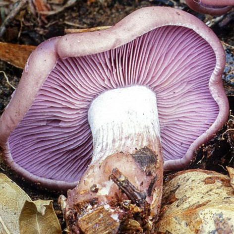 Wood blewit (Lepista nuda)(Wild Strain) | themyceliumemporium