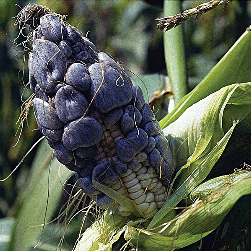 Corn Smut (Ustilago maydis) | themyceliumemporium