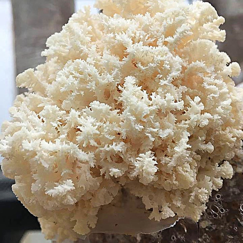 Coral Tooth (Hericium Coralloides) | themyceliumemporium