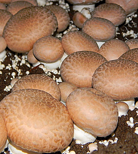 agaricus mycelium