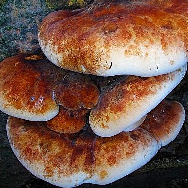 Resinous Polypore (Ischnoderma resinosum) | themyceliumemporium