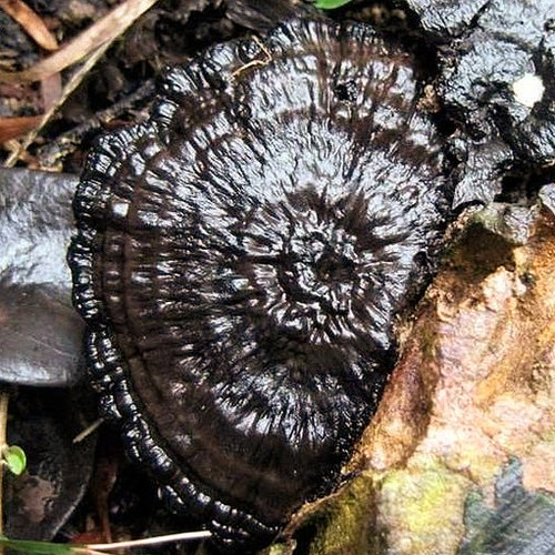 Black Reishi (Ganoderma sinense) | themyceliumemporium