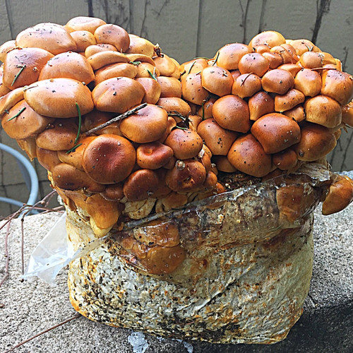 Nameko (Pholiota nameko) | themyceliumemporium