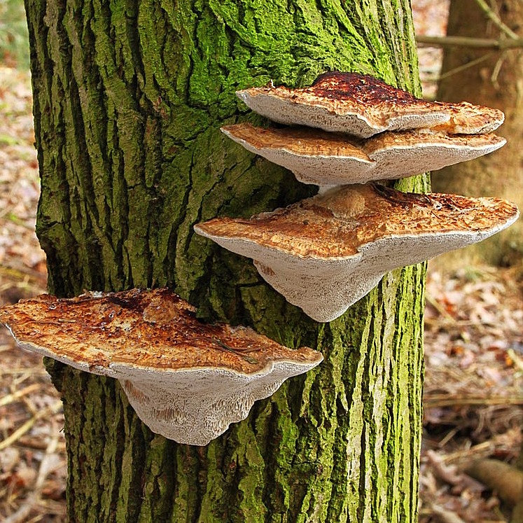 Blushing Bracket (Daedaleopsis Confragosa) | themyceliumemporium