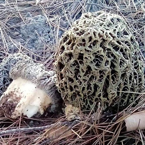 Fire Morel (Morchella exuberans) | themyceliumemporium