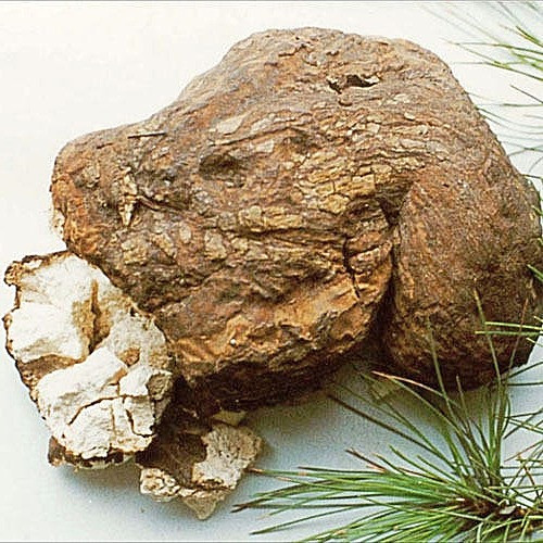 Fu Ling (Poria cocos) | themyceliumemporium