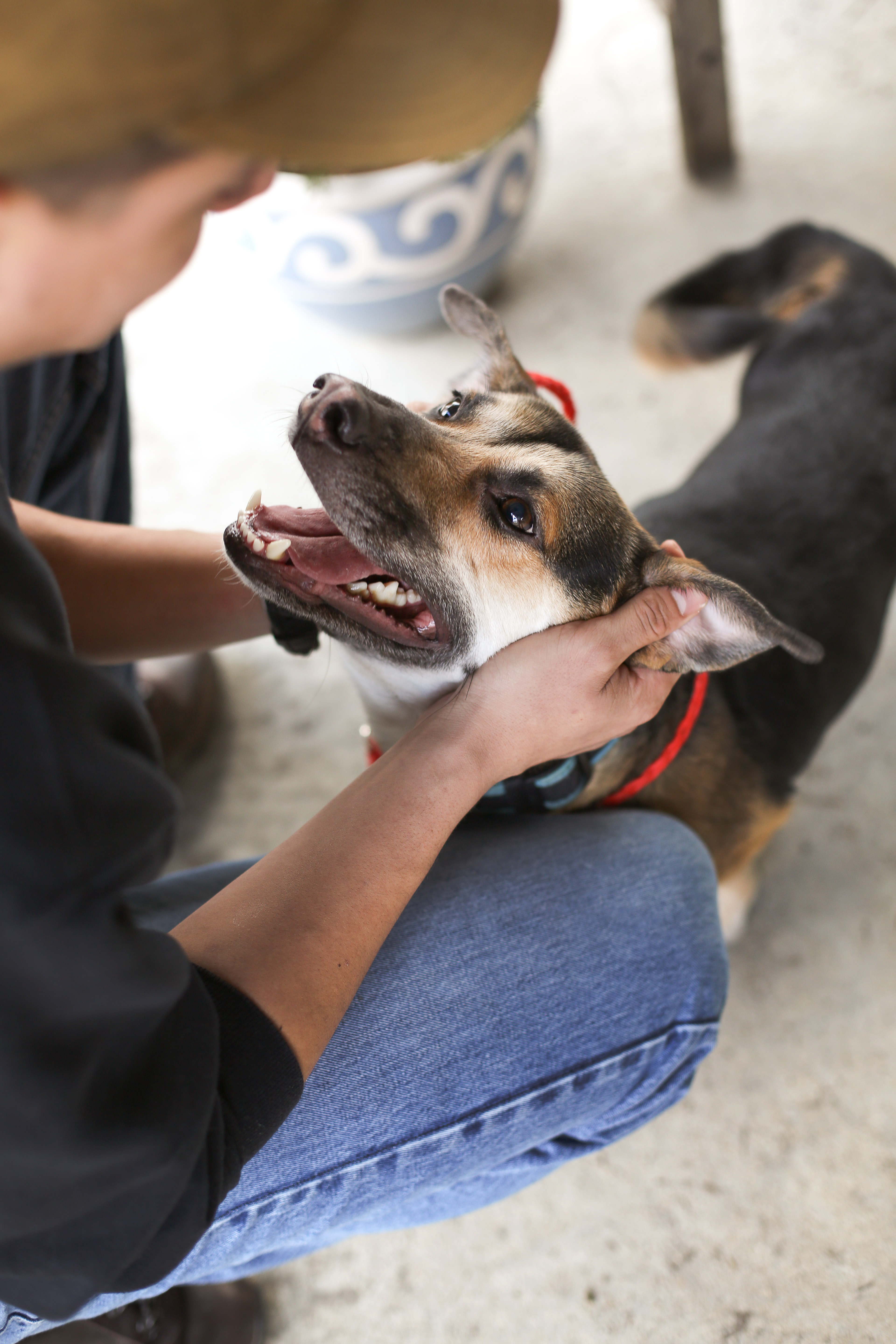 Animal Shelter | Fayetteville Animal Protection Society