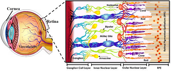 Migration-Targeted Approaches | Vazlab