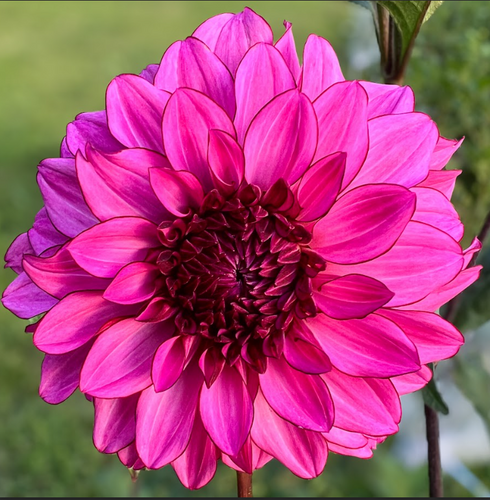 Bloomquist Lusty | Petal