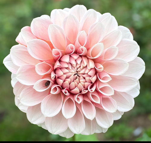 Bell's Sienna Rose | Petal